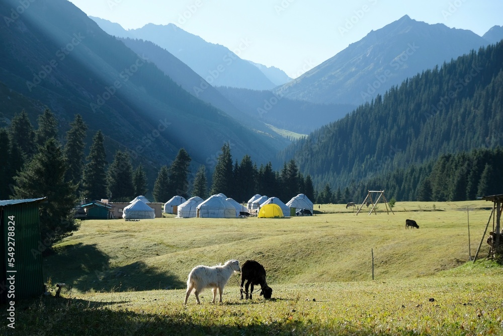 Two sheep on mountain meadow and camp with traditional nomad's yurts in ...
