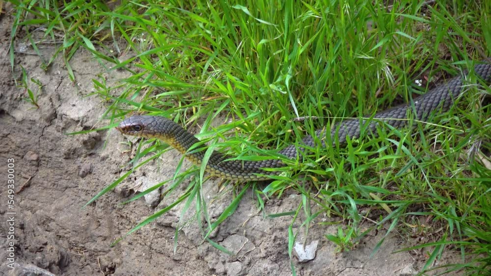The Caspian whipsnake (Dolichophis caspius, sometimes also Coluber ...