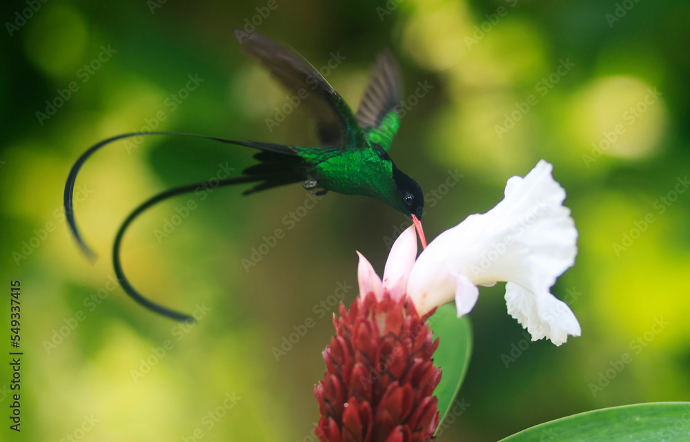 A Doctor Bird or Wimpelschwanz (Trochilus polytmus), Hummingbird ...