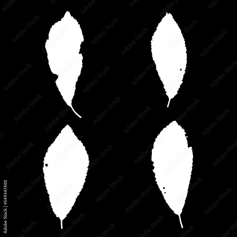 8k Plant Leaf Opacity Map Texture Leaf Mask Texture Black And White Texture Map For Masking