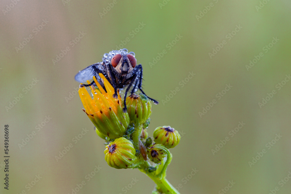 Housefly, blowfly or blowfly Sarcophagidae Parasite Insect pest on ...