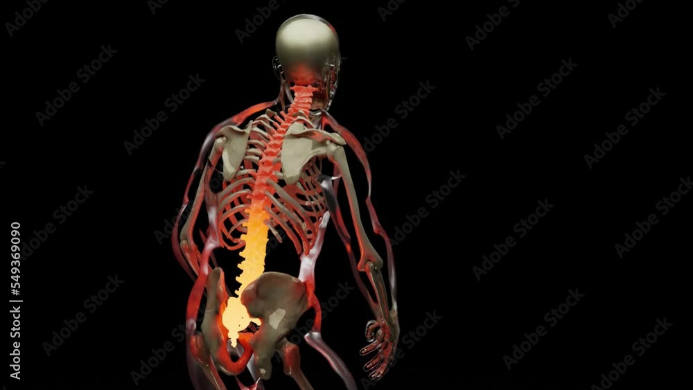 Spinal Cord Vertebral Column Cervical Vertebrae of Human Skeleton ...