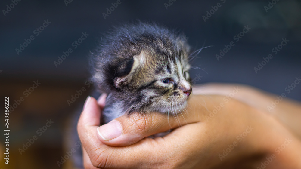 Very little cute kitten in female hand. Baby cat in the palm of woman ...