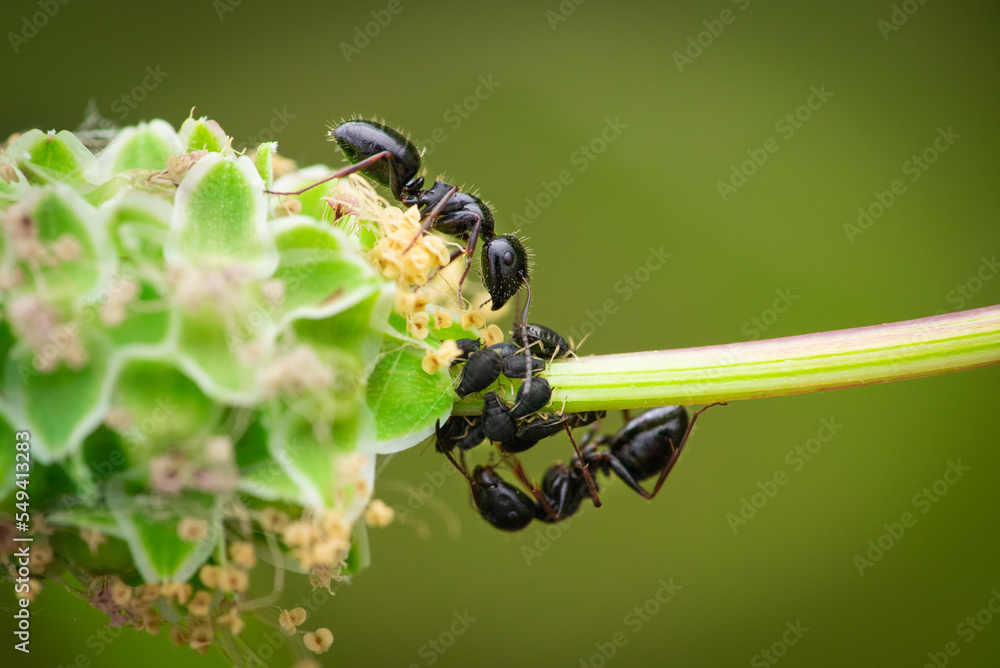Carpenter ants (Camponotus piceus) raising aphids Stock Photo | Adobe Stock