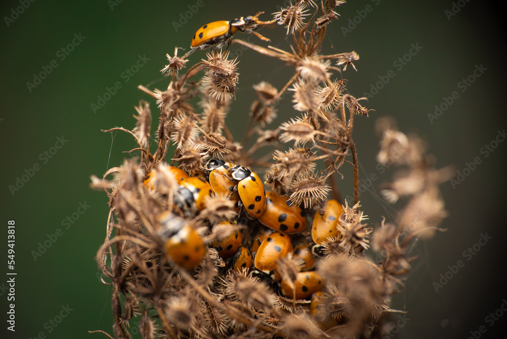 Adonis ladybird (Hippodamia variegata) grouping for reproduction Stock ...