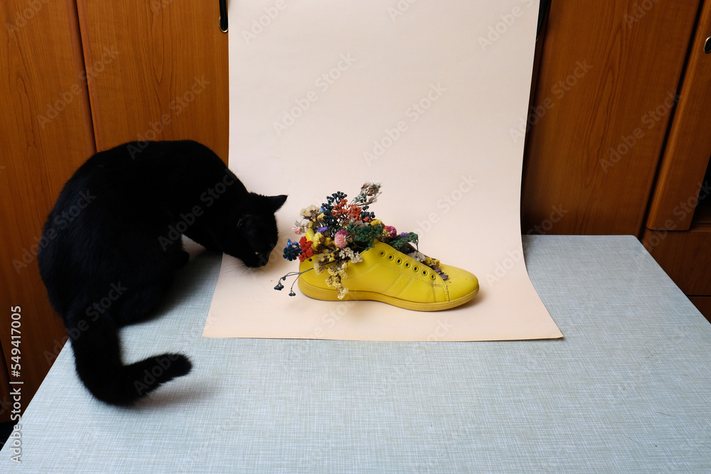 Black cat on a table by the photo set of a concept of snicker with ...