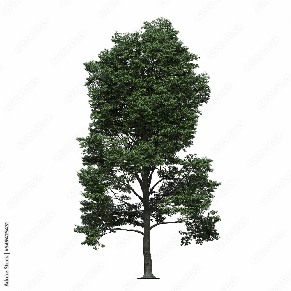 Poster deciduous tree, isolated on white background, 3D illustration ...