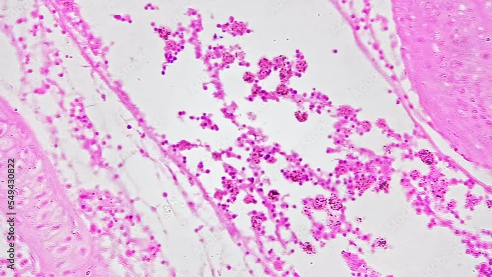 Fish gill in cross section in isolated macro view filmed under ...