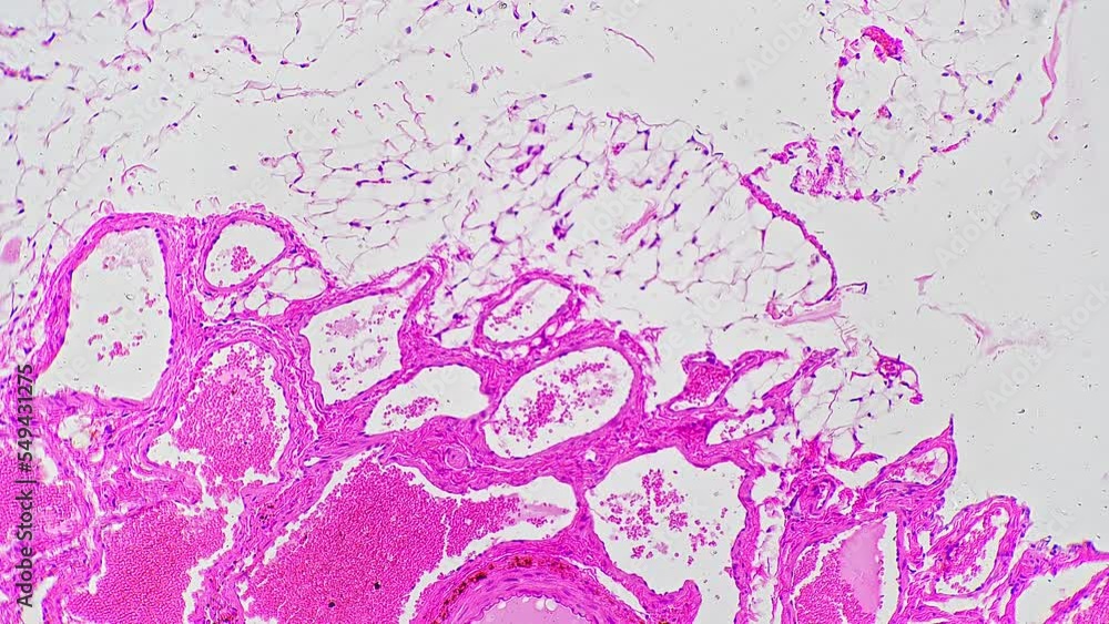 Transversal section of intestine under microscope 100x against bright ...