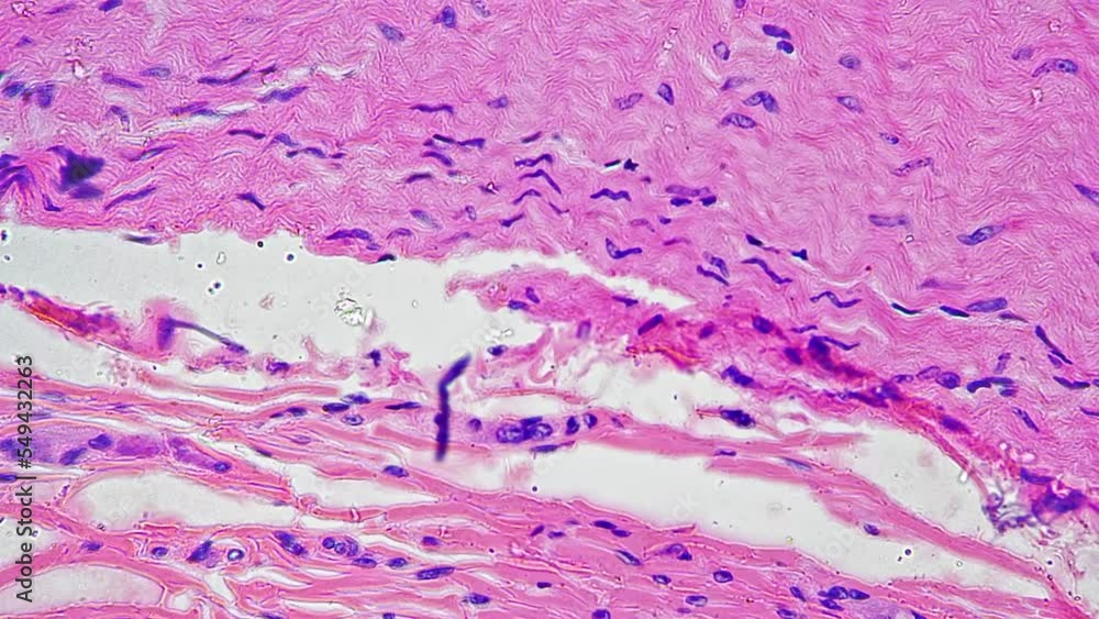 Stockvideon Ciliated epithelium of gill in transversal section at ...