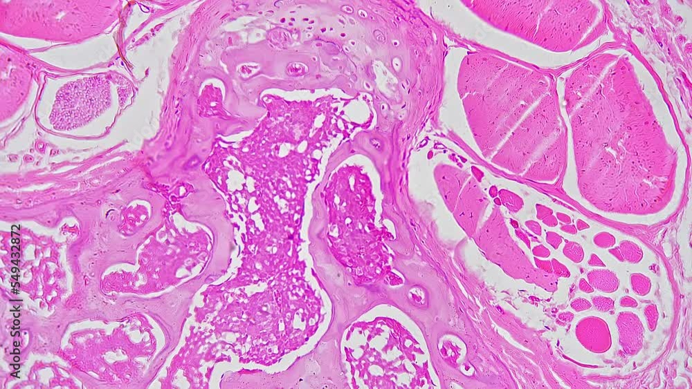 Rat tail in cross section filmed under microscope 200x against bright ...