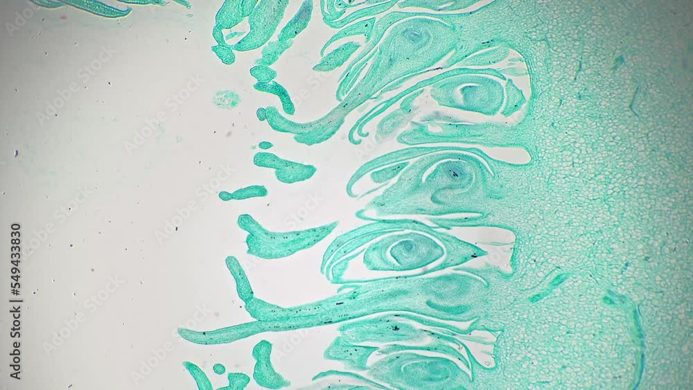 Vídeo do Stock: Fruit of ficus carica in transversal section magnified ...