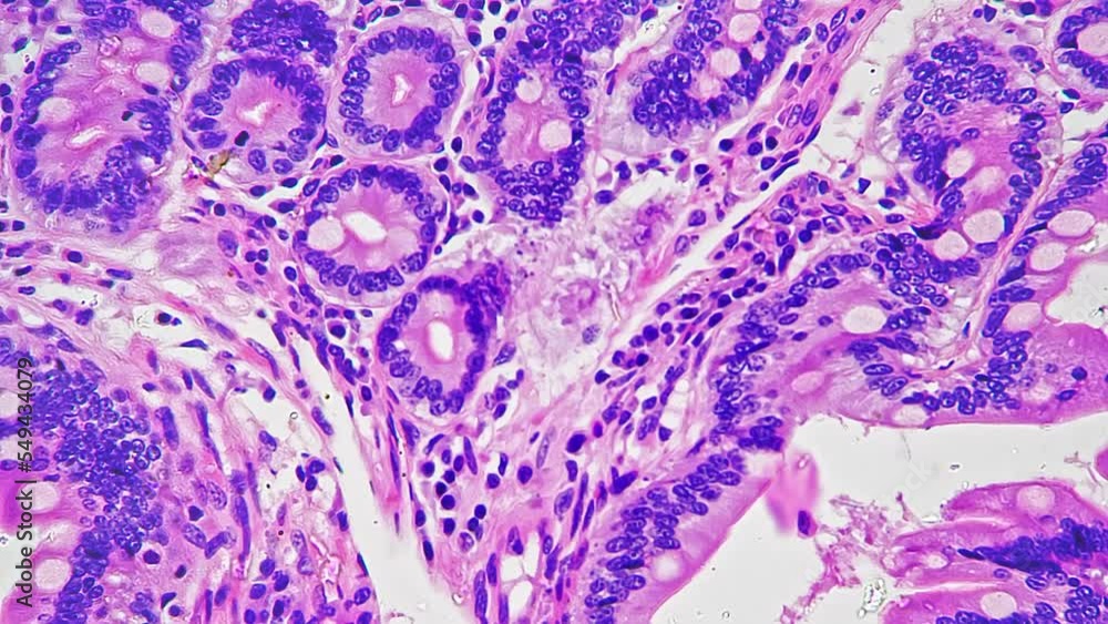 Ciliated epithelium of gill in transversal section at microscopic ...