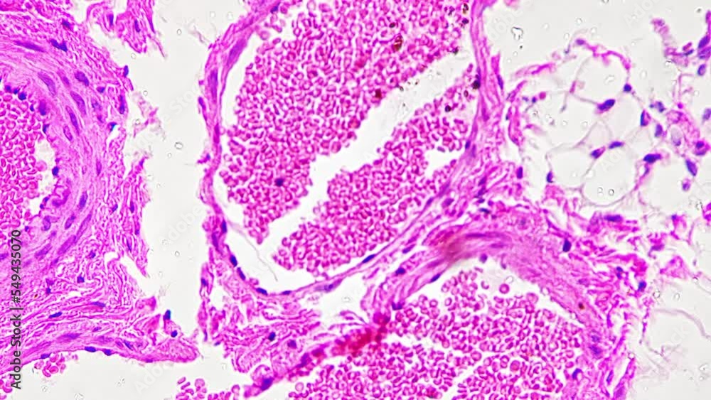 Vídeo do Stock: Longitudinal section of intestine under microscope 400x ...