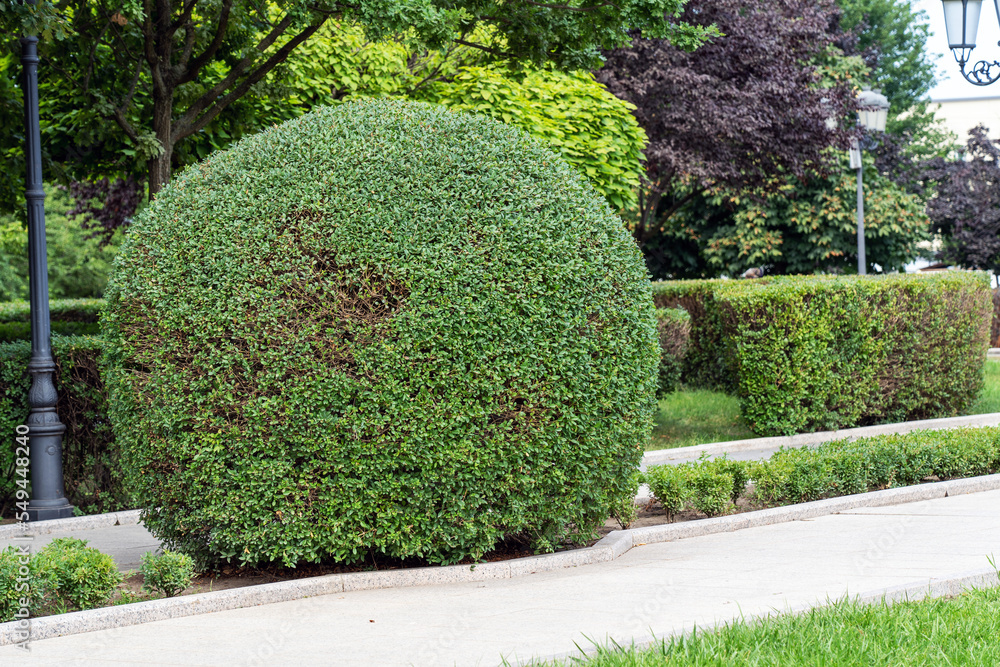 Deciduous bush of privet trimmed in shape of sphere Privet hedge ...