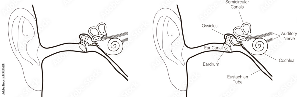 ear anatomy vector illustration, simple black line Stock Vector | Adobe ...
