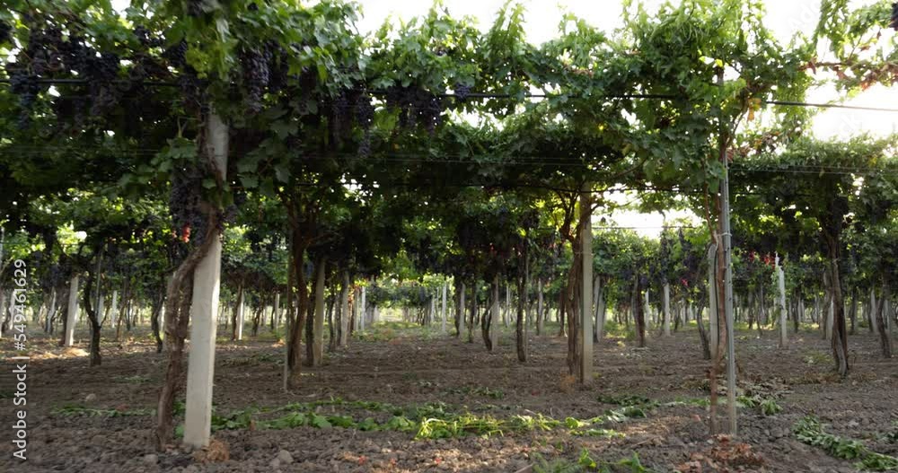 The camera moves between the stems of grapes. The best grape varieties ...