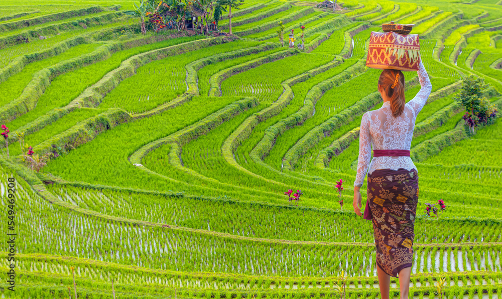 Beautiful balinese girl in traditional costume walking on rice terrace ...
