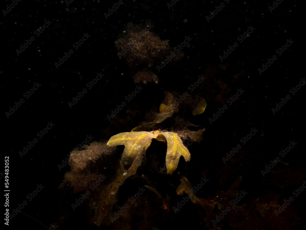 Close up of bladderwrack, also known as bladder fucus, pop weed, cut ...