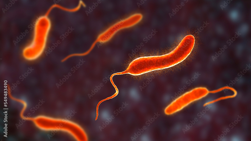 Vibrio mimicus bacteria Stock-Illustration | Adobe Stock