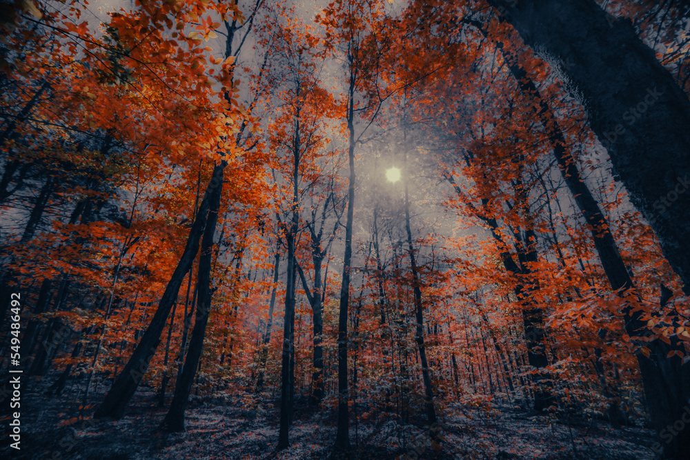Sun in the autumn forest. Art of color grading-fall foliage in ...