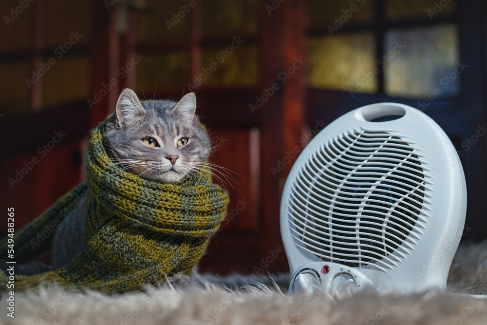 A cat in a scarf is basking near a modern indoor electric heater. Funny ...