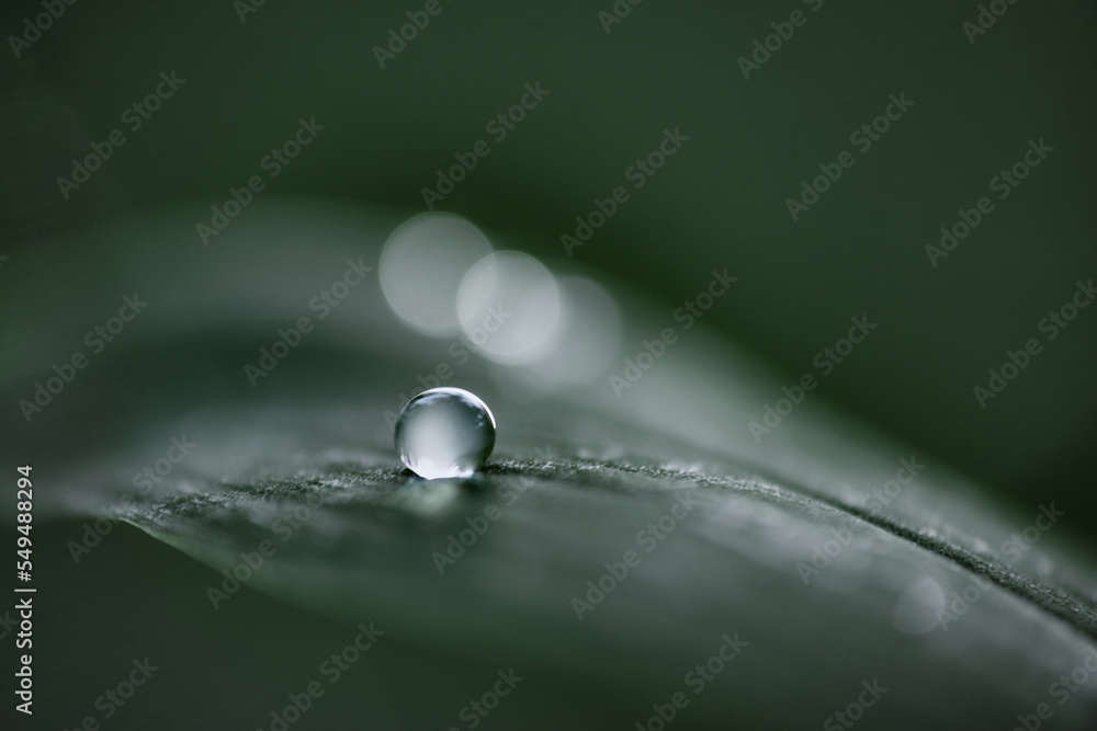 Large beautiful drop of clear rain water on green leaf, macro image ...