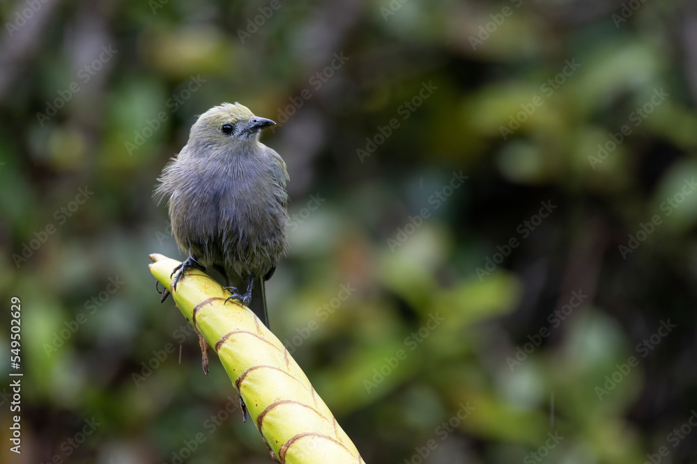 Beautiful Palm Tanager (Thraupis palmarum) bird wet under the tropical ...