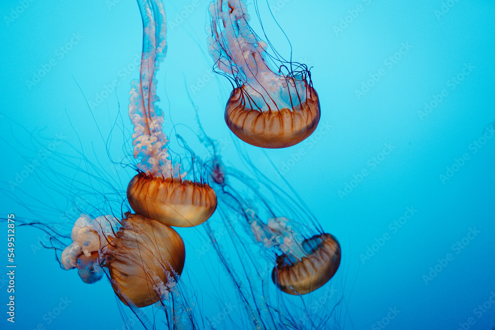 Chironex fleckeri swim in the ocean, jellyfish blue background ...