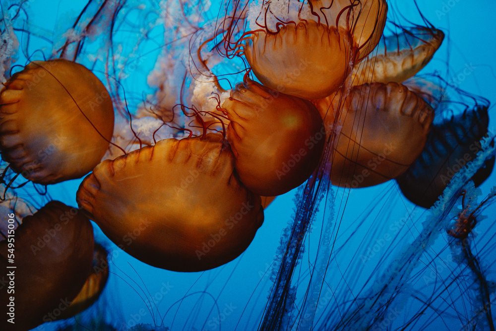Chironex fleckeri swim in the ocean, jellyfish blue background ...
