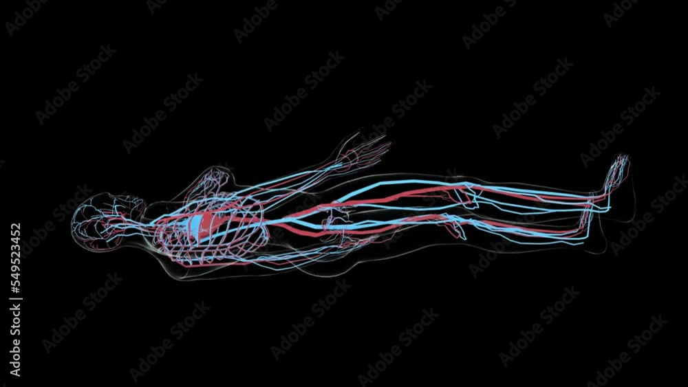 Vídeo do Stock: Human arterial and venous circulatory system, Medically ...