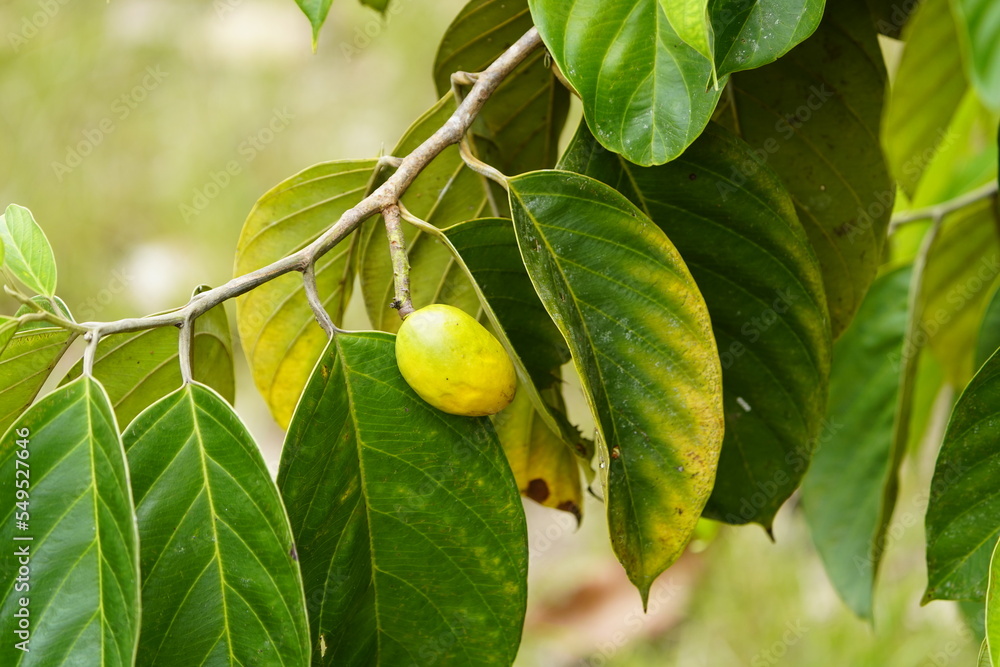 Poraqueiba sericea (common name: umari) is a species of tree in the ...