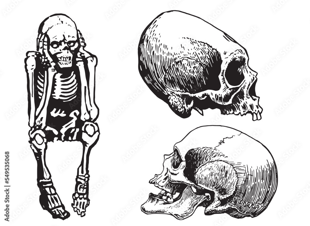 Graphical set of skeletons and human skulls isolated on white,vector ...