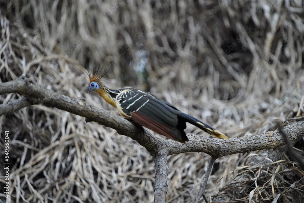 Hoatzin (Opisthocomus hoazin), also known as the reptile bird, skunk ...