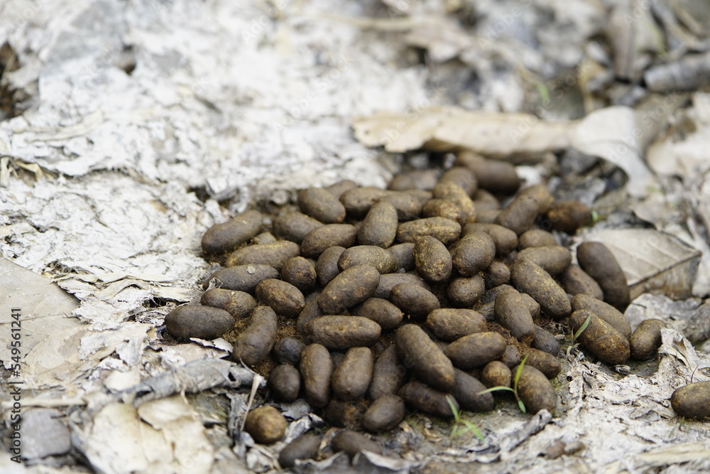 Capybara feces (Hydrochoerus hydrochaeris) on the shore of Lake Mamori ...