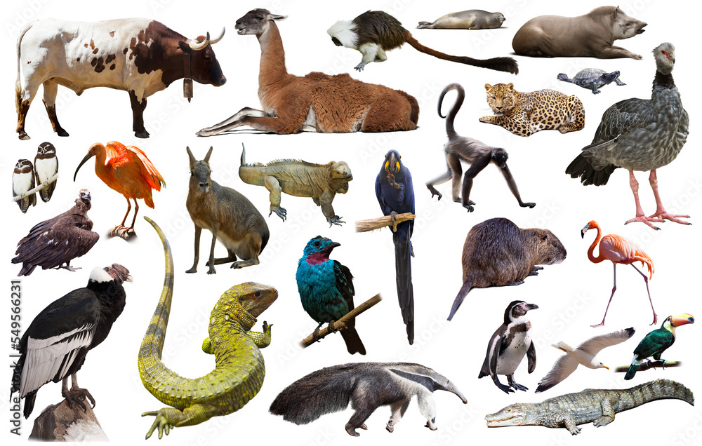 Set of spectacled caiman, tapir and other animals of South America over ...