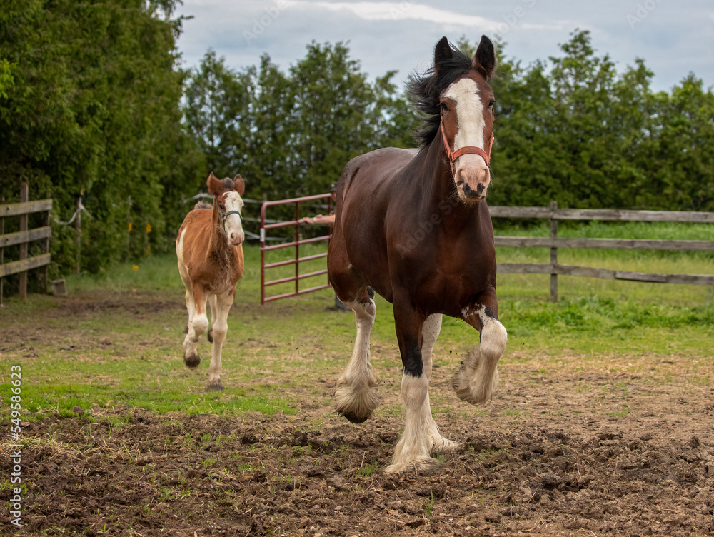 This horse is with her first year baby foal. They are Clydesdales vey ...