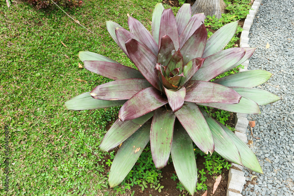 Plant : Bromelia Giant Alcantarea Imperialis with green background ...