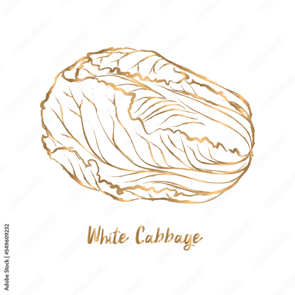 Golden Chinese cabbage line drawing vector on white background Stock ...