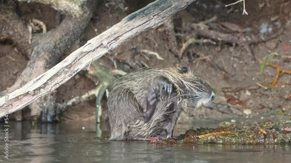 Wild nutria, myocastor coypus with wet fur, cleaning and scratching ...