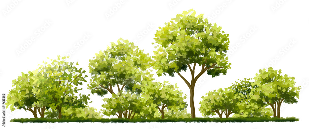 Vector watercolor of tree side view isolated on white background for ...