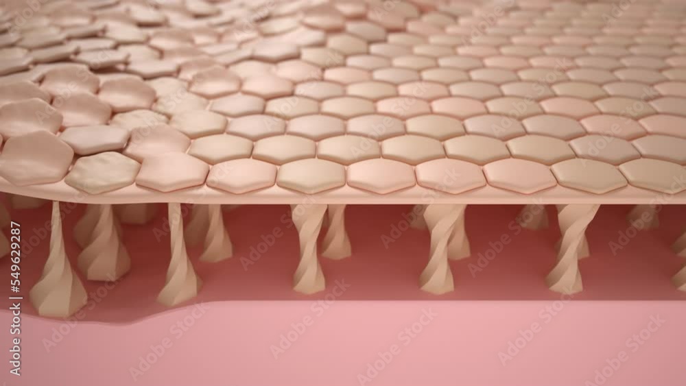 Restoration of the skin structure, rejuvenation, smoothing of wrinkles ...