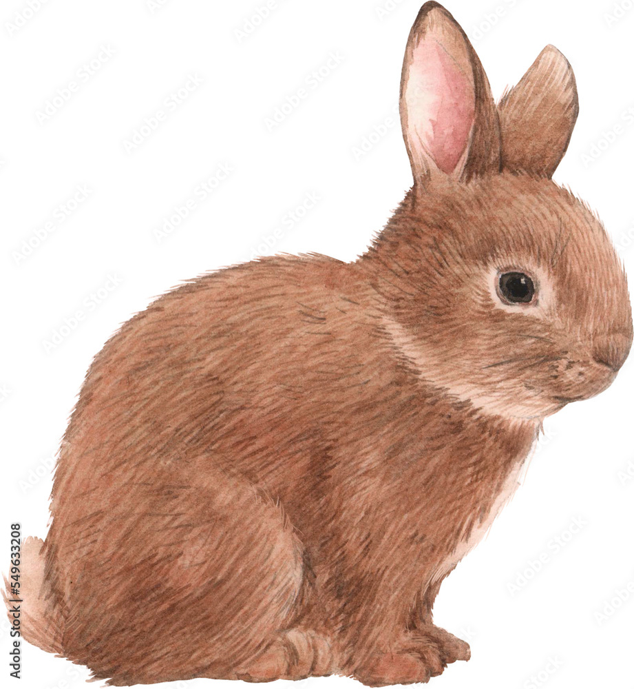 Beautiful png isolated clip art image with watercolor hand drawn cute ...