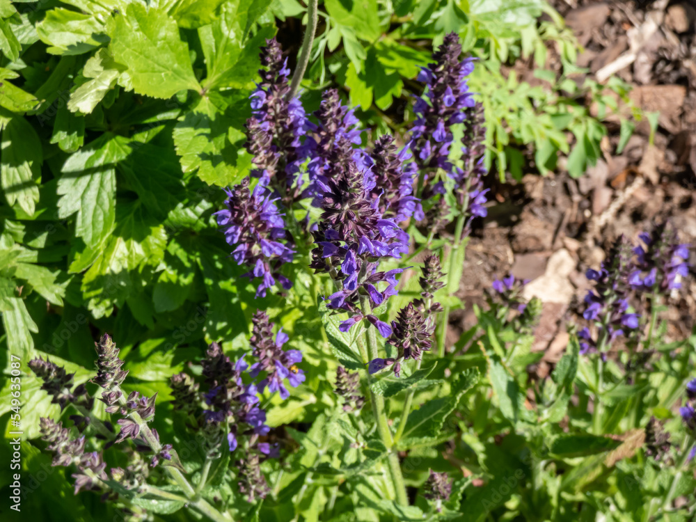 Salvia x superba or Salvia nemorosa 'Marcus' with stunning, vertical ...