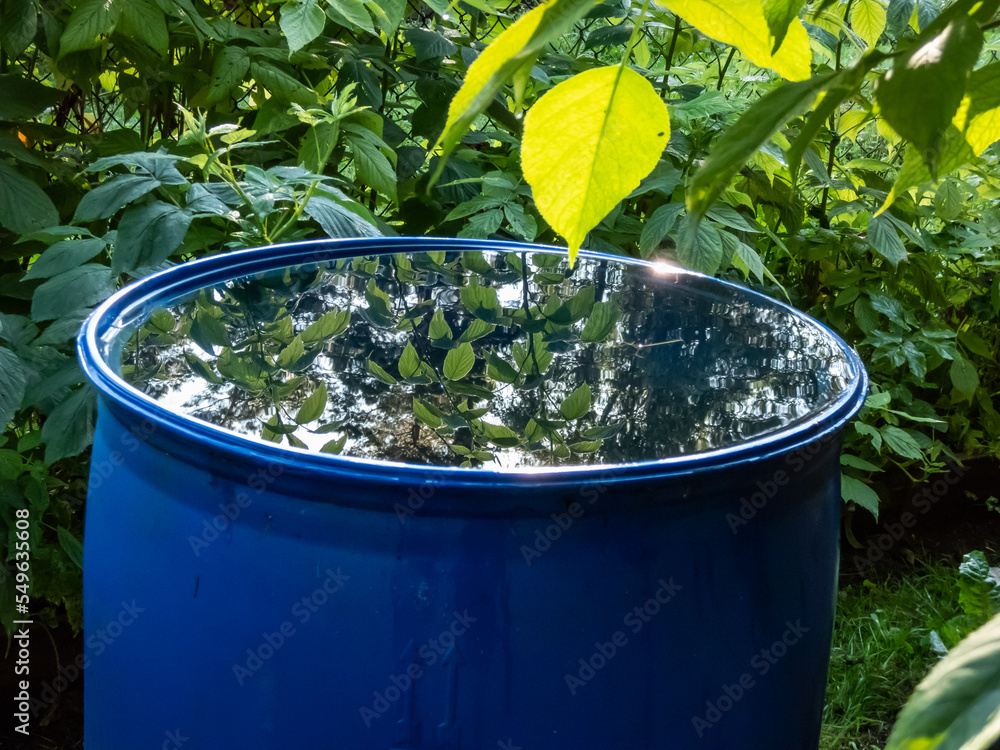 Blue, plastic water barrel reused for collecting and storing rainwater ...