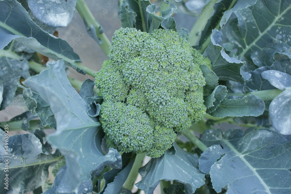 broccoli plant with flowers and green leaves in garden Stock Photo ...