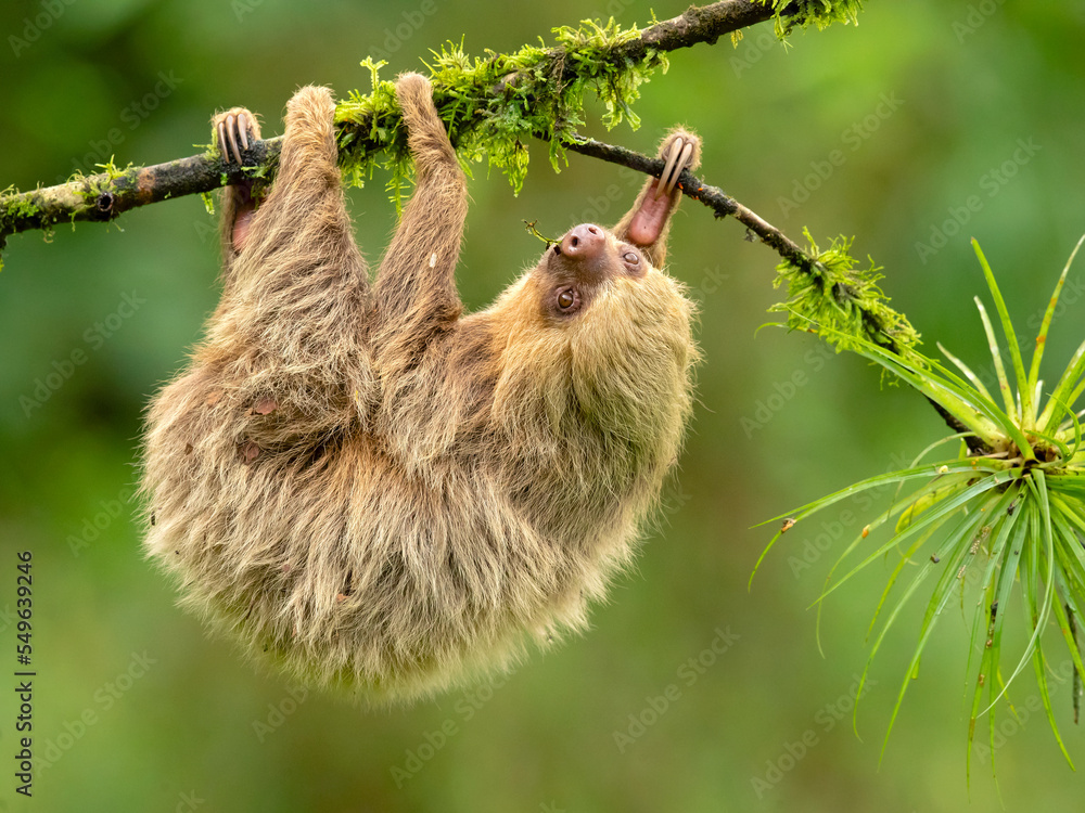 Hoffmann's two-toed sloth (Choloepus hoffmanni), also known as the ...