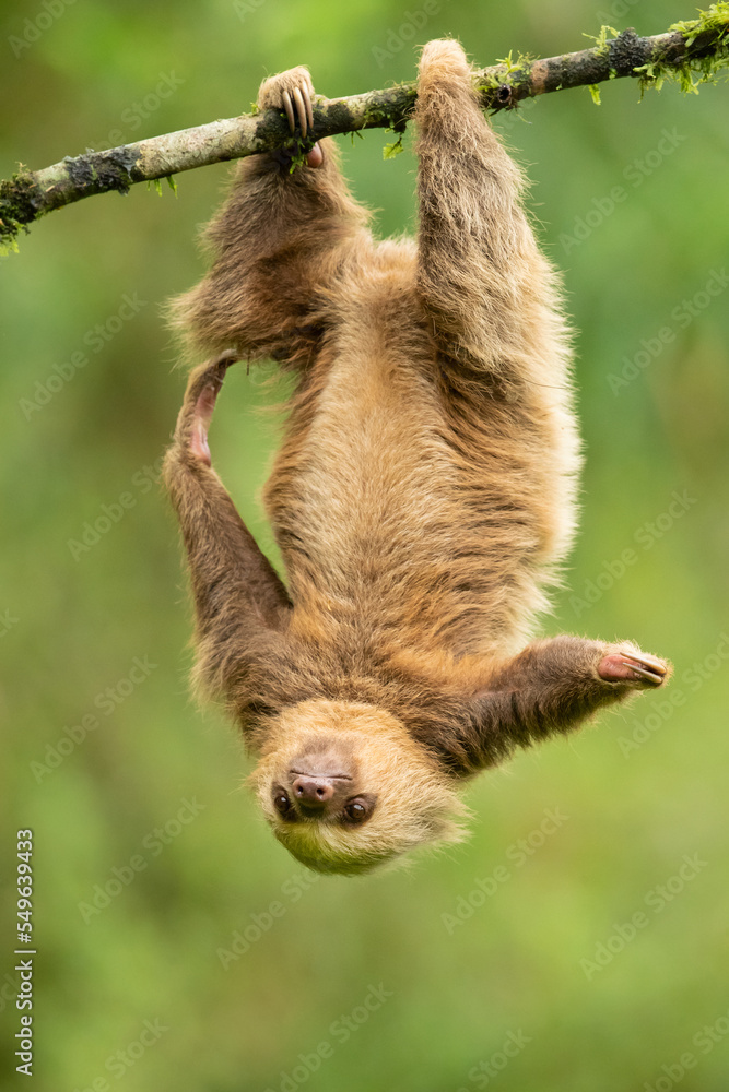 Hoffmann's two-toed sloth (Choloepus hoffmanni), also known as the ...