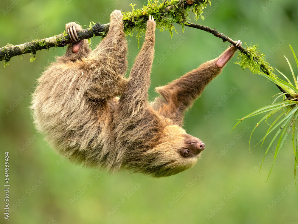 Foto de Hoffmann's two-toed sloth (Choloepus hoffmanni), also known as ...