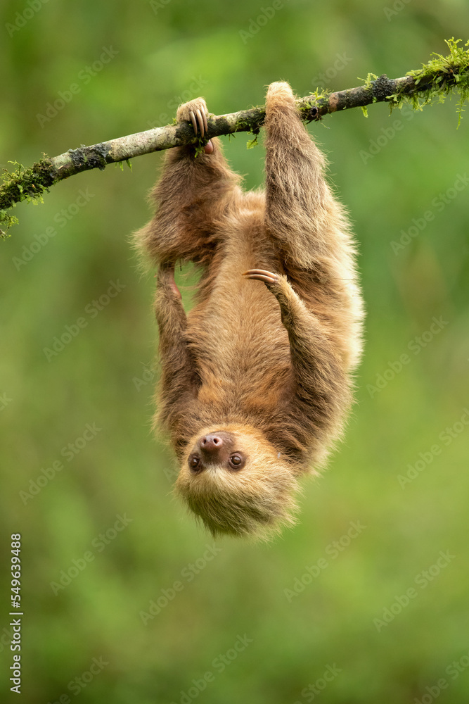 Hoffmann's two-toed sloth (Choloepus hoffmanni), also known as the ...